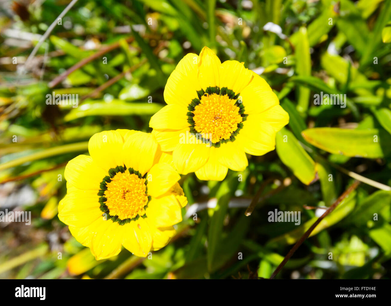 Pig face hi-res stock photography and images - Alamy