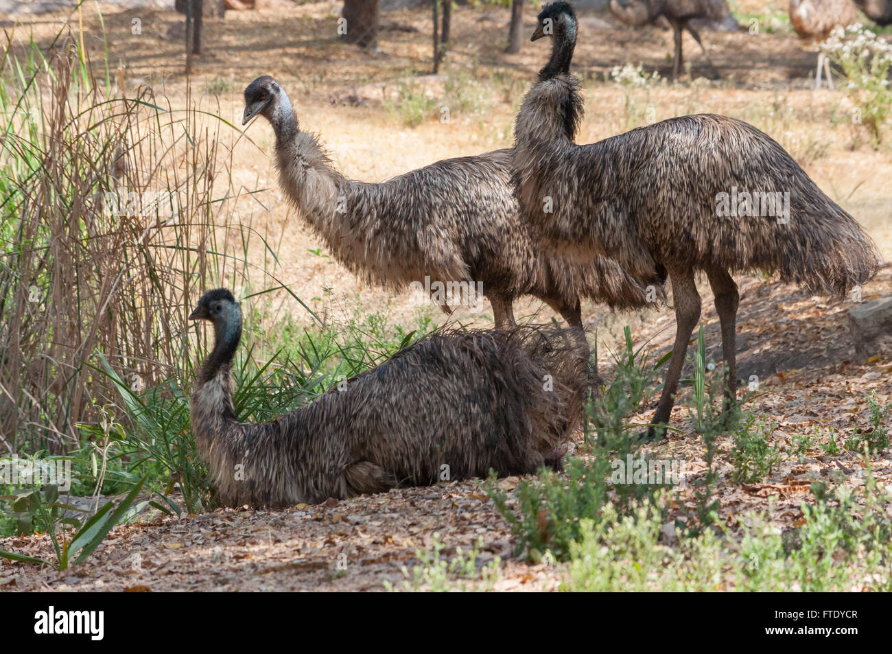 Emu legs hi-res stock photography and images - Alamy