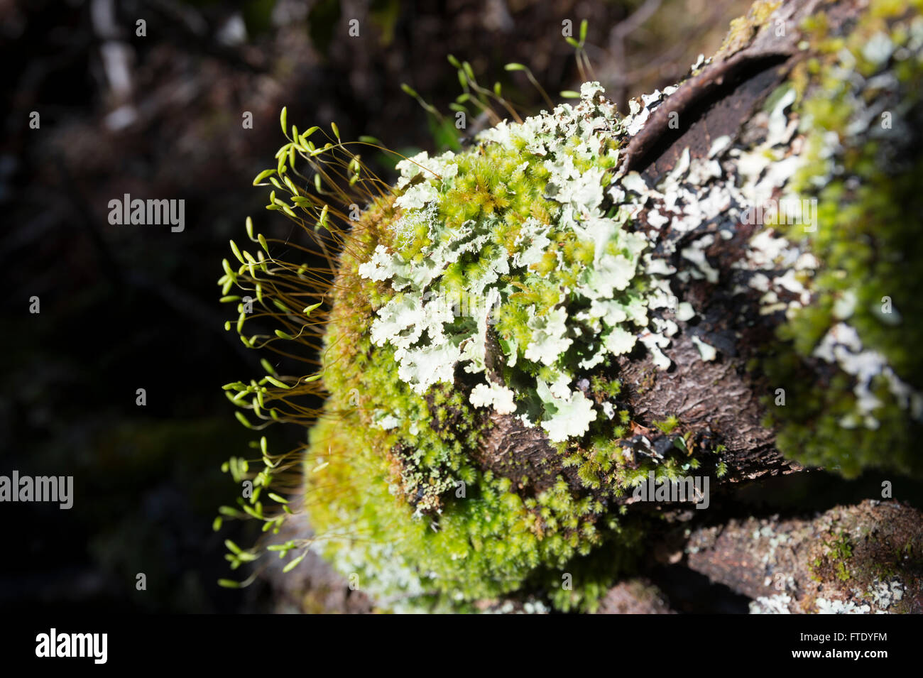 Australian lichen hi-res stock photography and images - Alamy