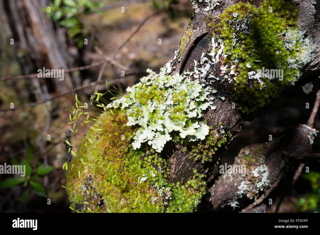 Australian lichen hi-res stock photography and images - Alamy