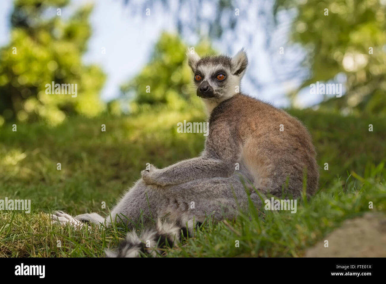 A Ring-tailed Lemur sunbathing in the Anja Reserve, Madagascar Stock ...