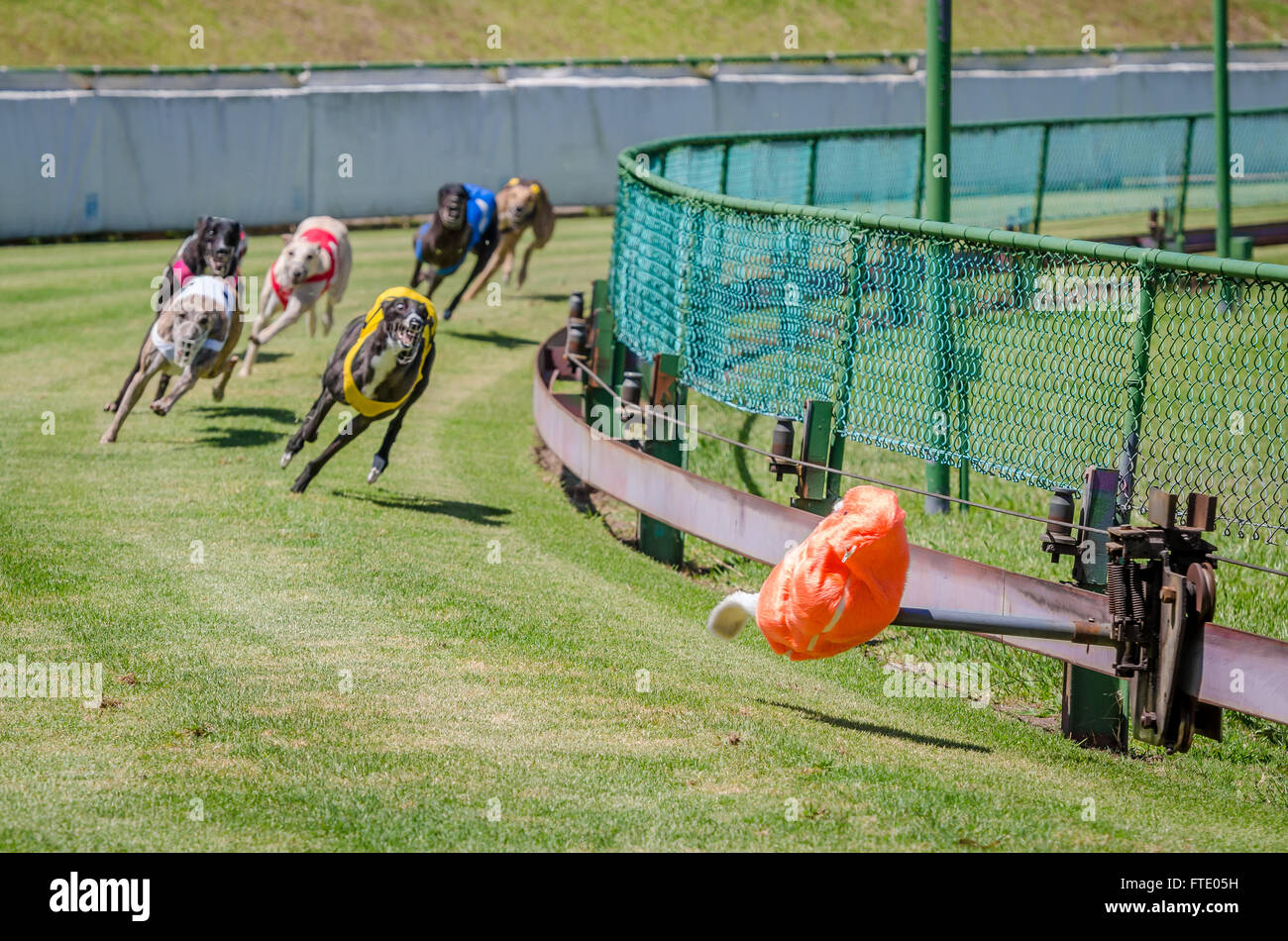 Greyhound racing on the grass at Potts Park, Sydney, Australia Stock ...