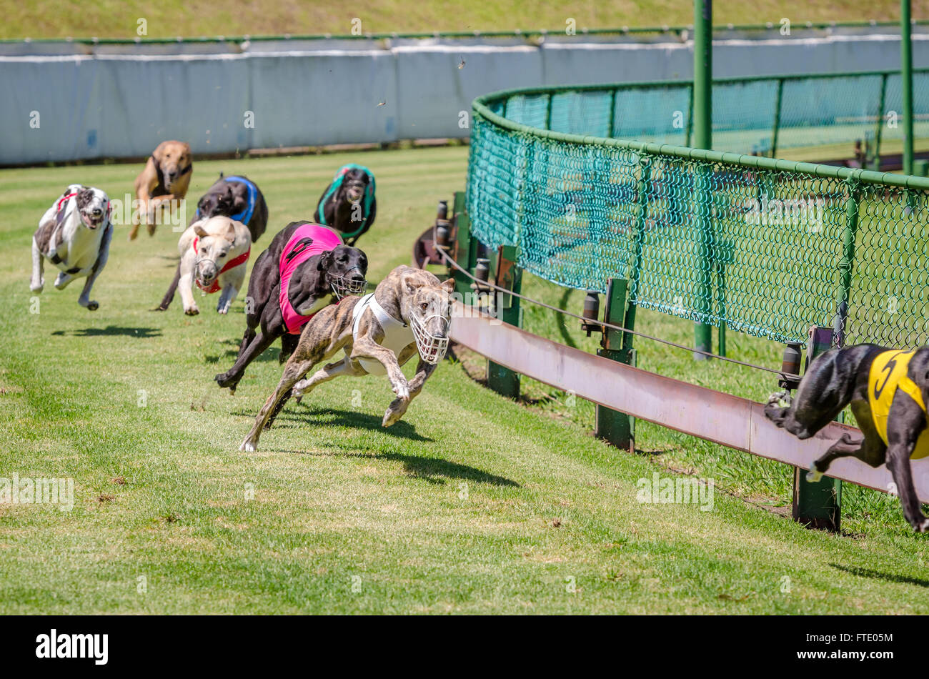 Running racing greyhound dog on hi-res stock photography and images - Alamy