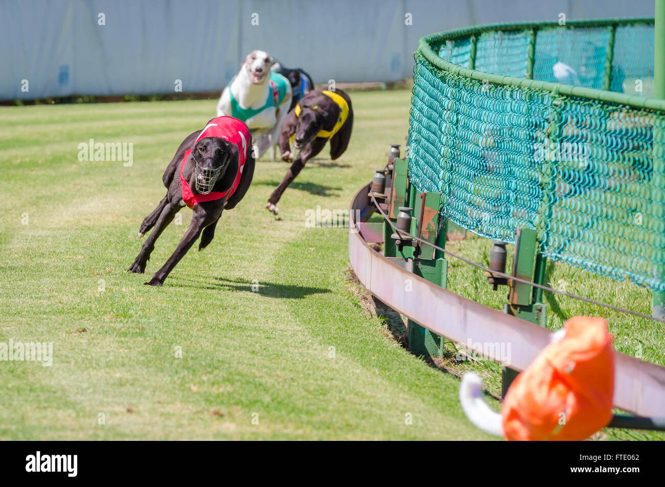 Running racing greyhound dog on hi-res stock photography and images - Alamy