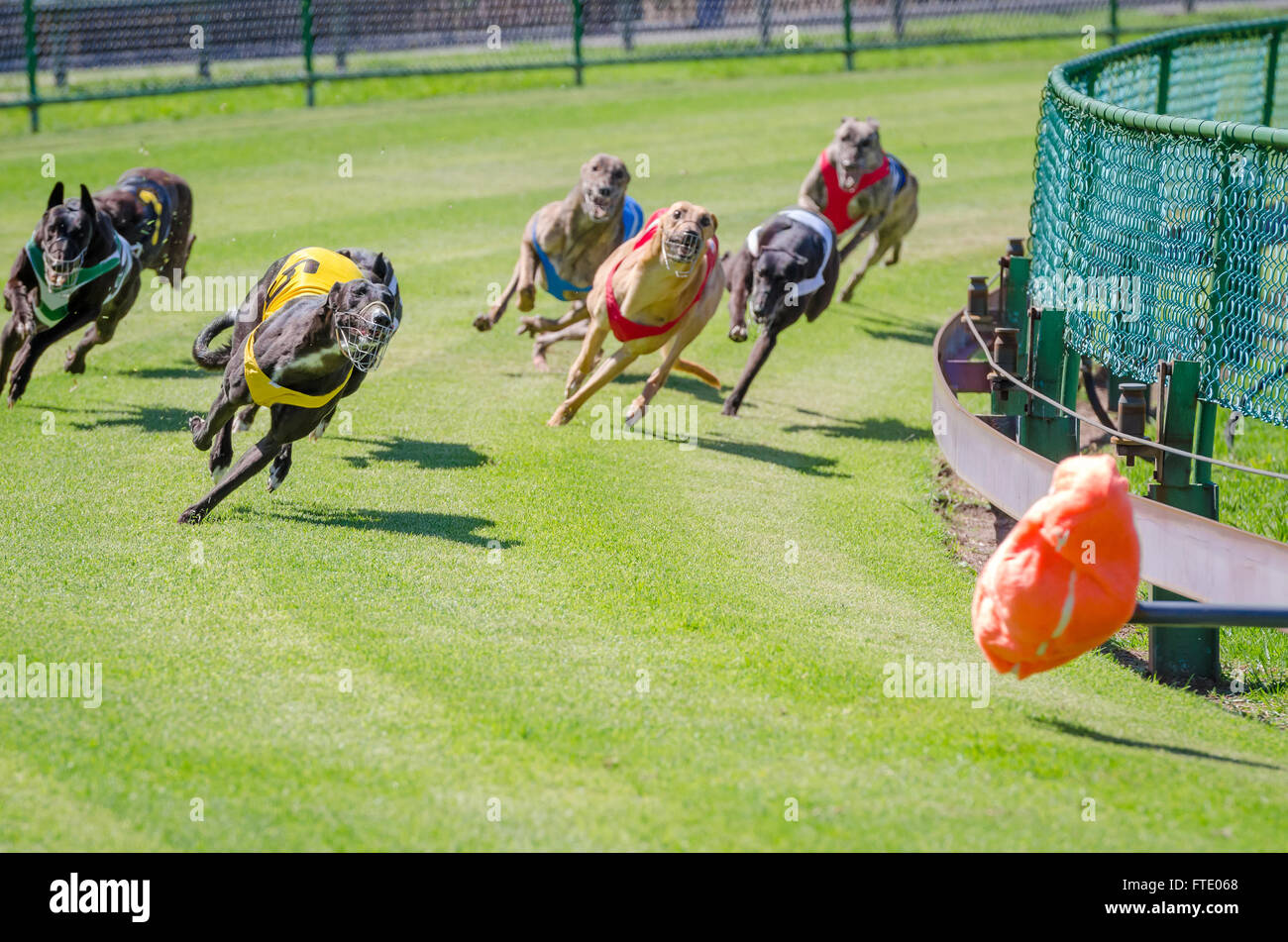 Greyhound racing on the grass at Potts Park, Sydney, Australia Stock ...