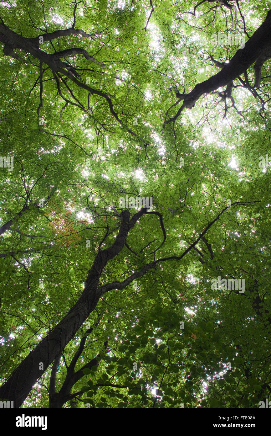 Looking up into the canopy of trees in abritish forest as the sunlight ...