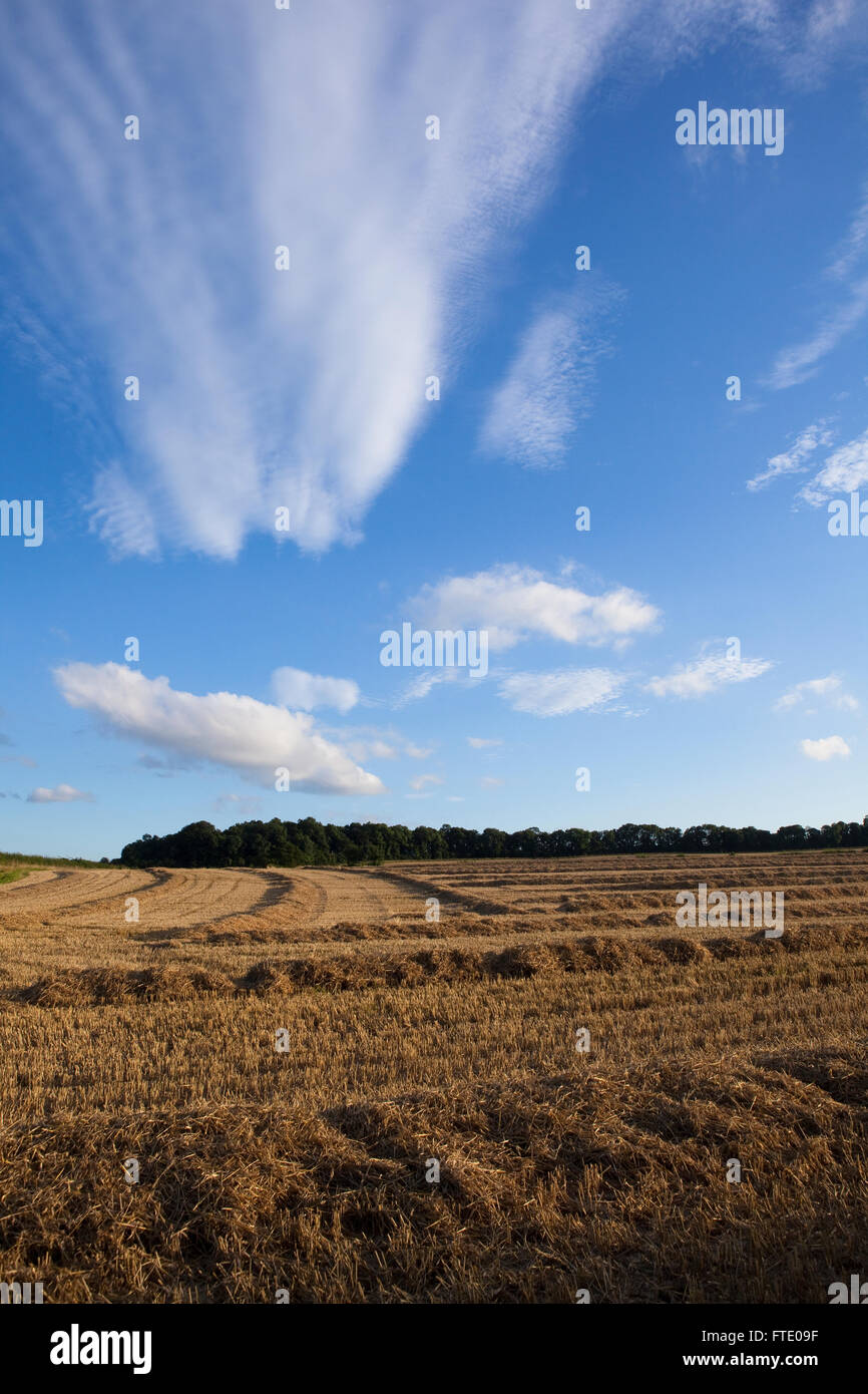 Farm fields with crops growing Stock Photo - Alamy