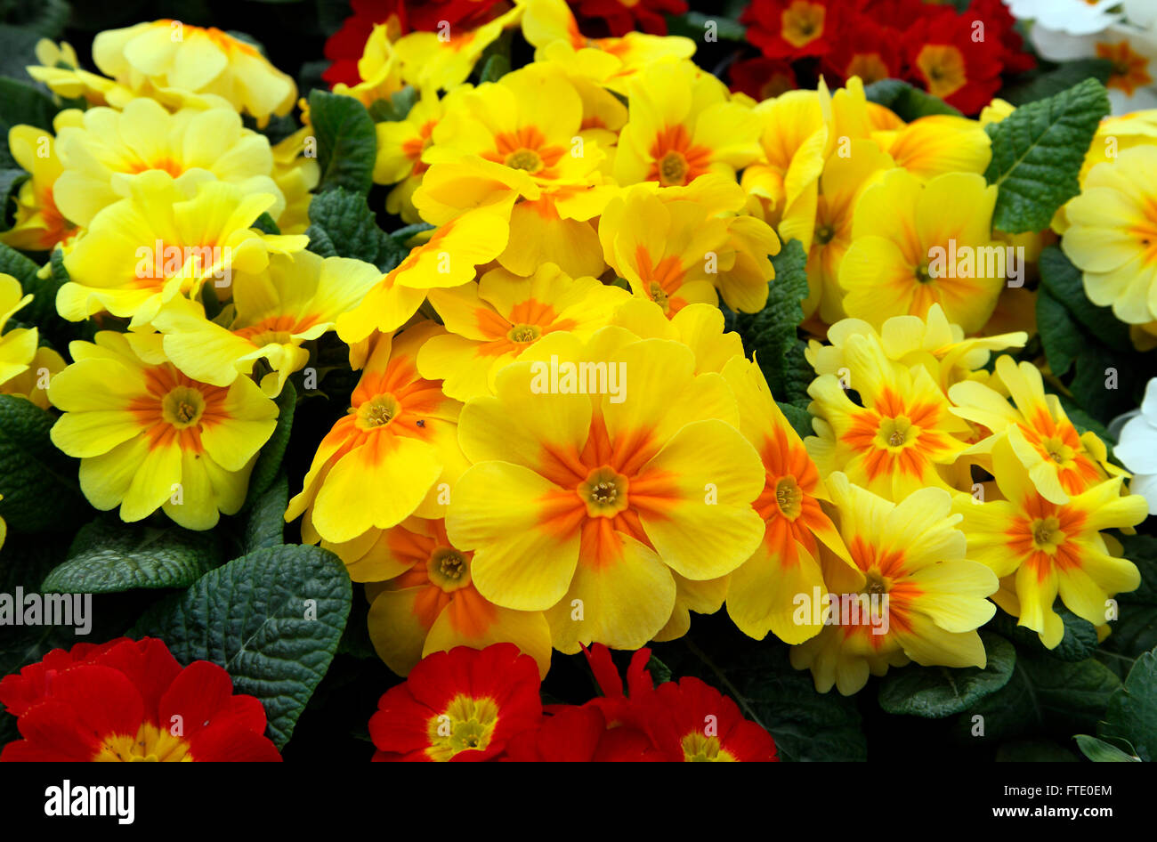 Primroses for sale hi-res stock photography and images - Alamy