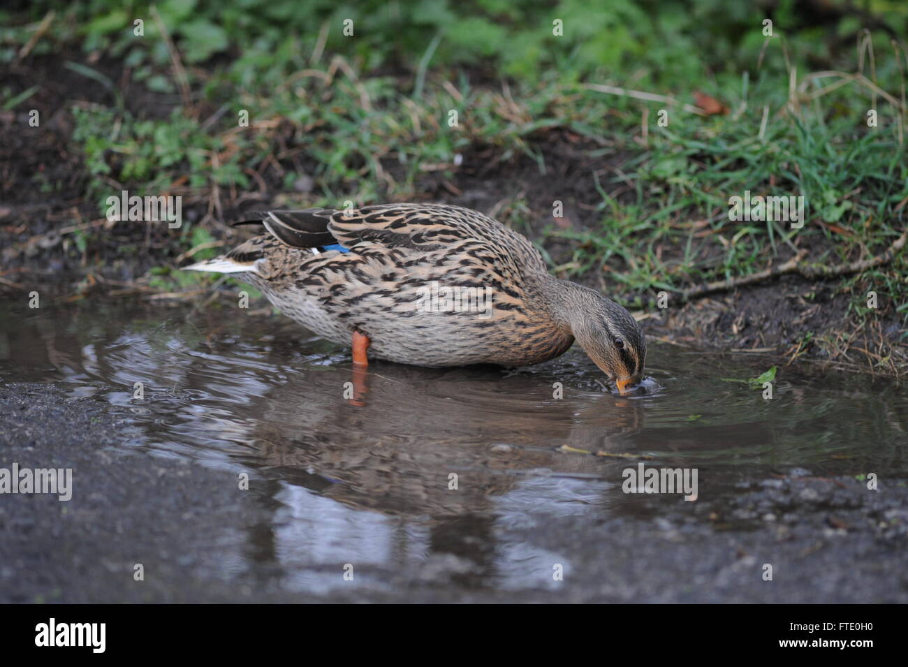 Puddle duck hi-res stock photography and images - Alamy