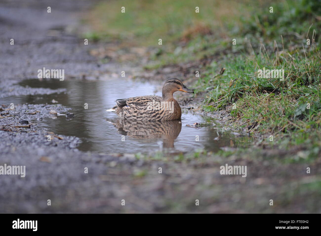 Puddle duck hi-res stock photography and images - Alamy