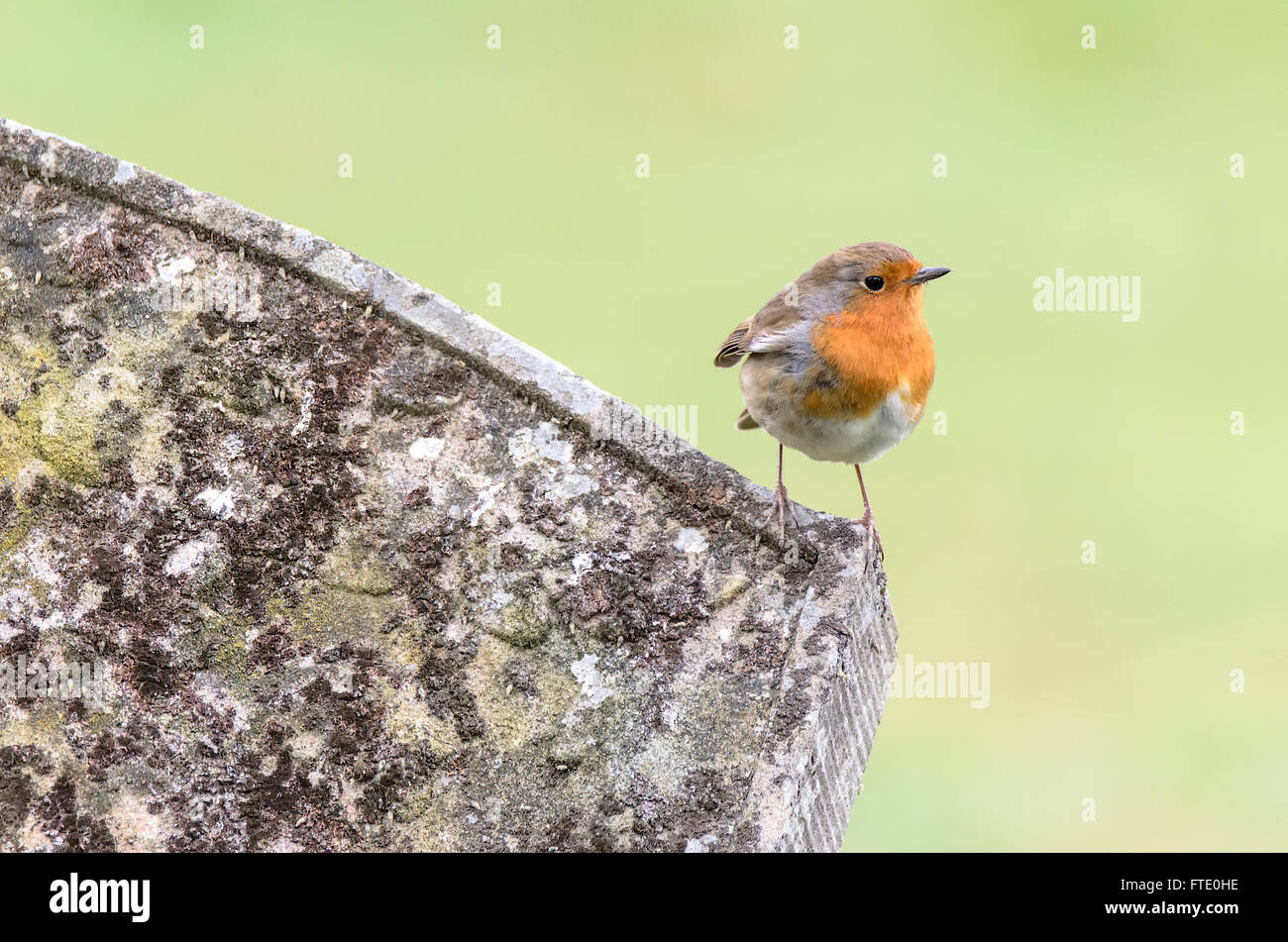 Robin on gravestone hi-res stock photography and images - Alamy