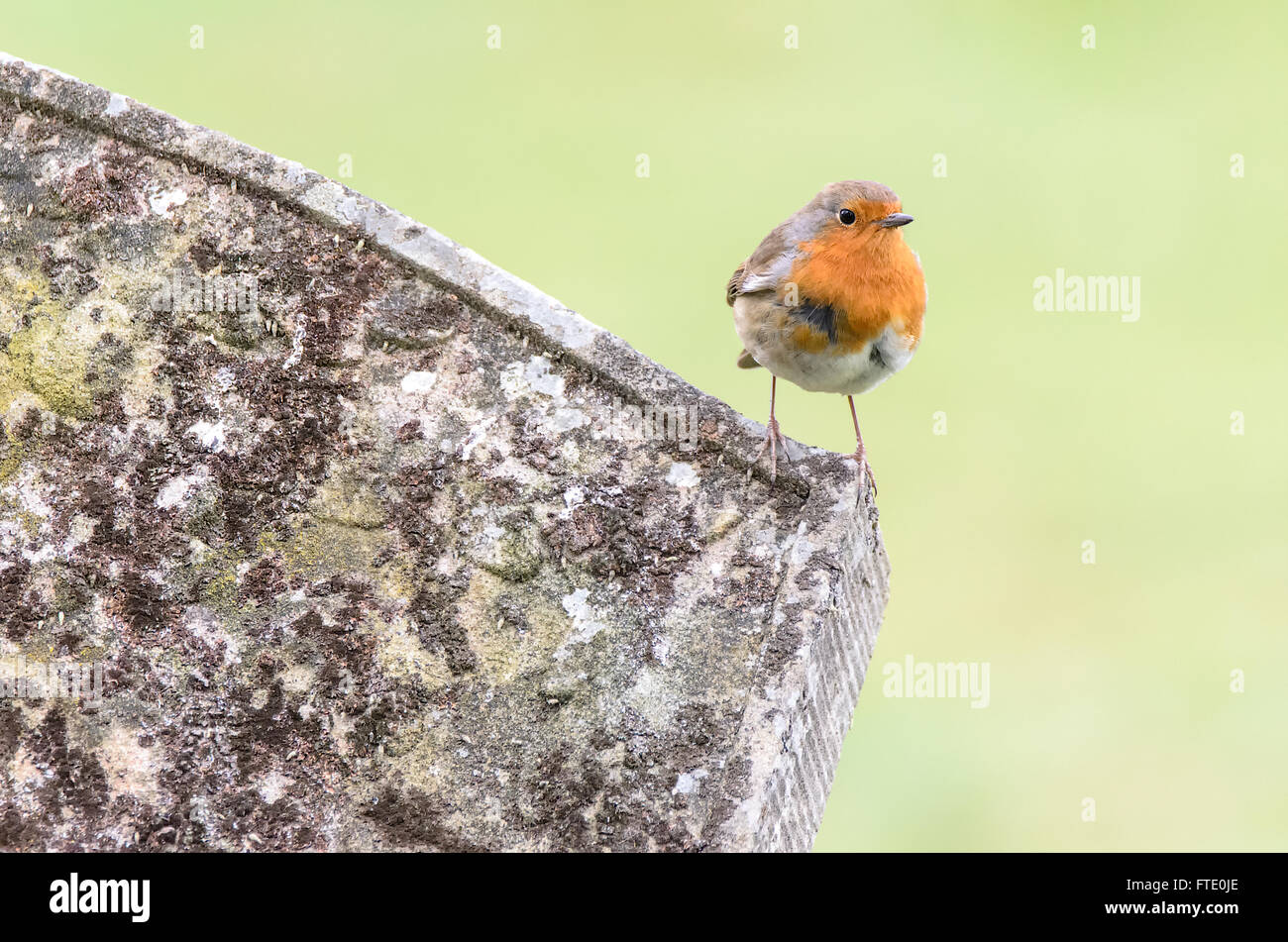 Robin on gravestone hi-res stock photography and images - Alamy