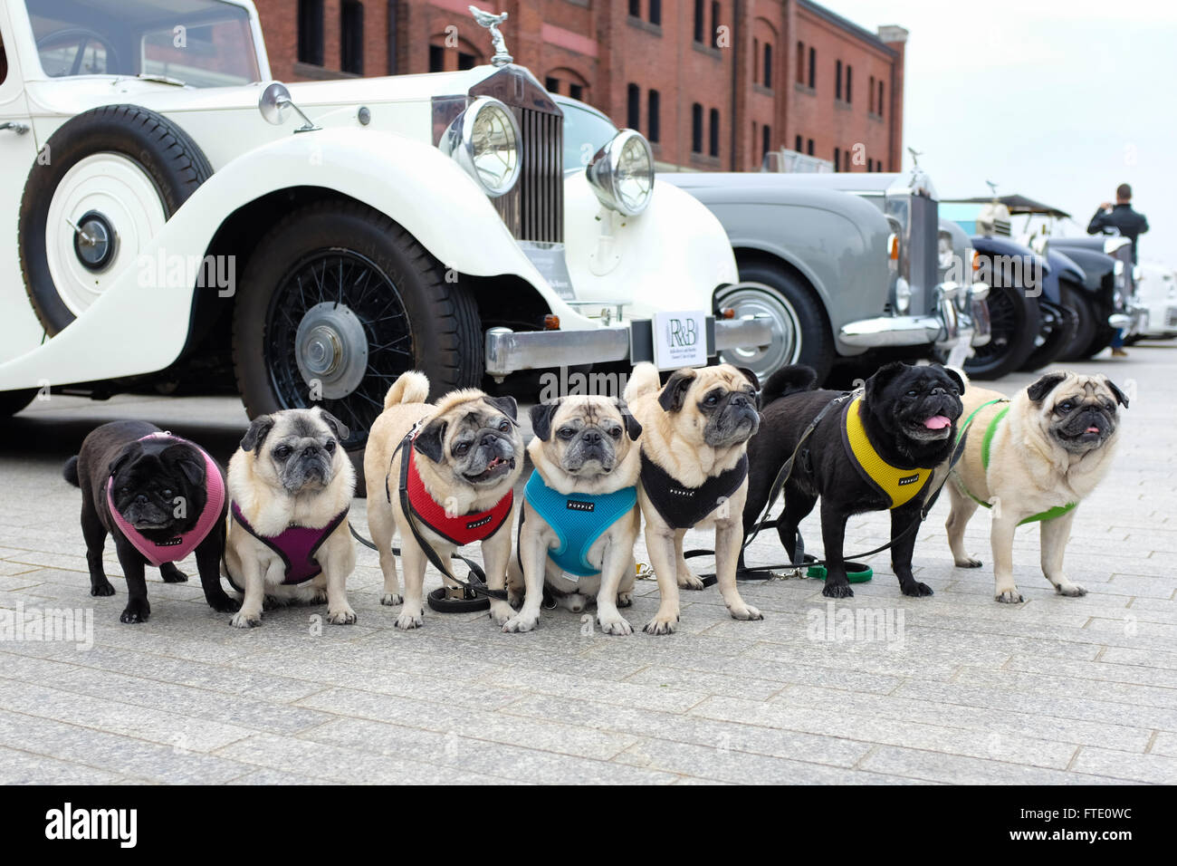 Pug dogs posing Stock Photo - Alamy