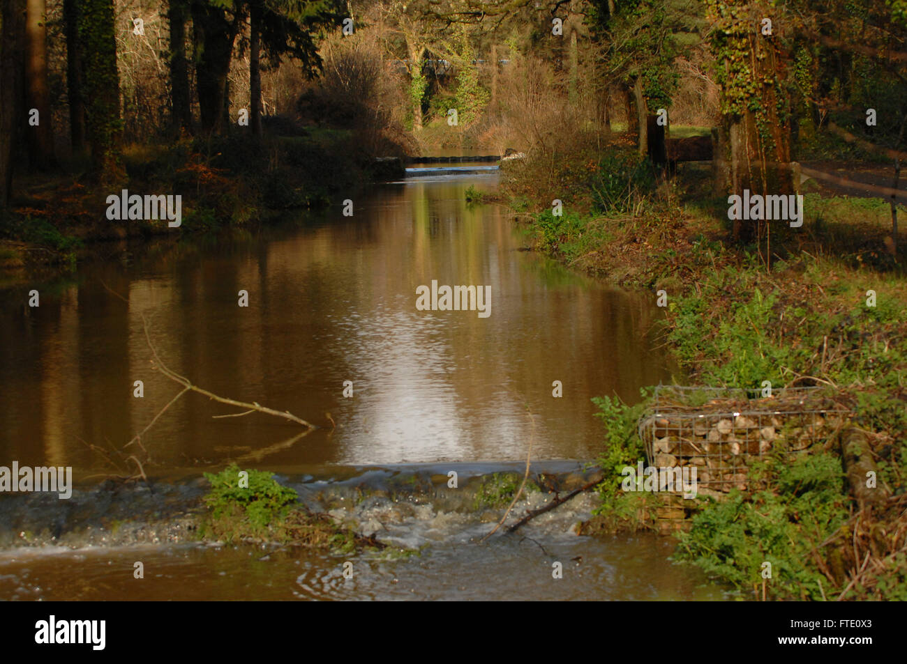 Chris wood forest hi-res stock photography and images - Alamy