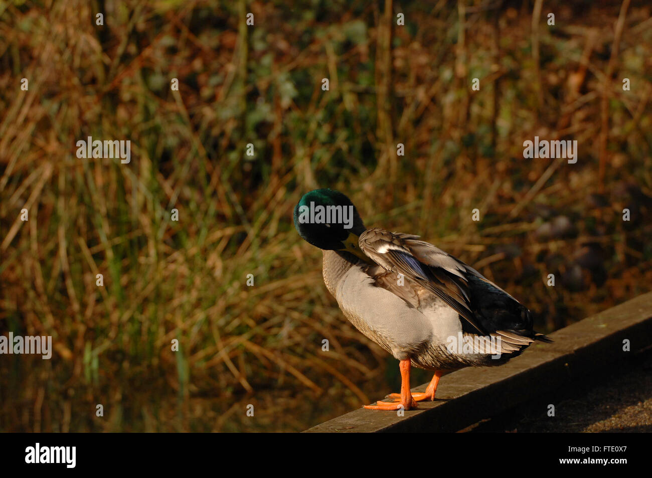 Cleaning rivers hi-res stock photography and images - Alamy