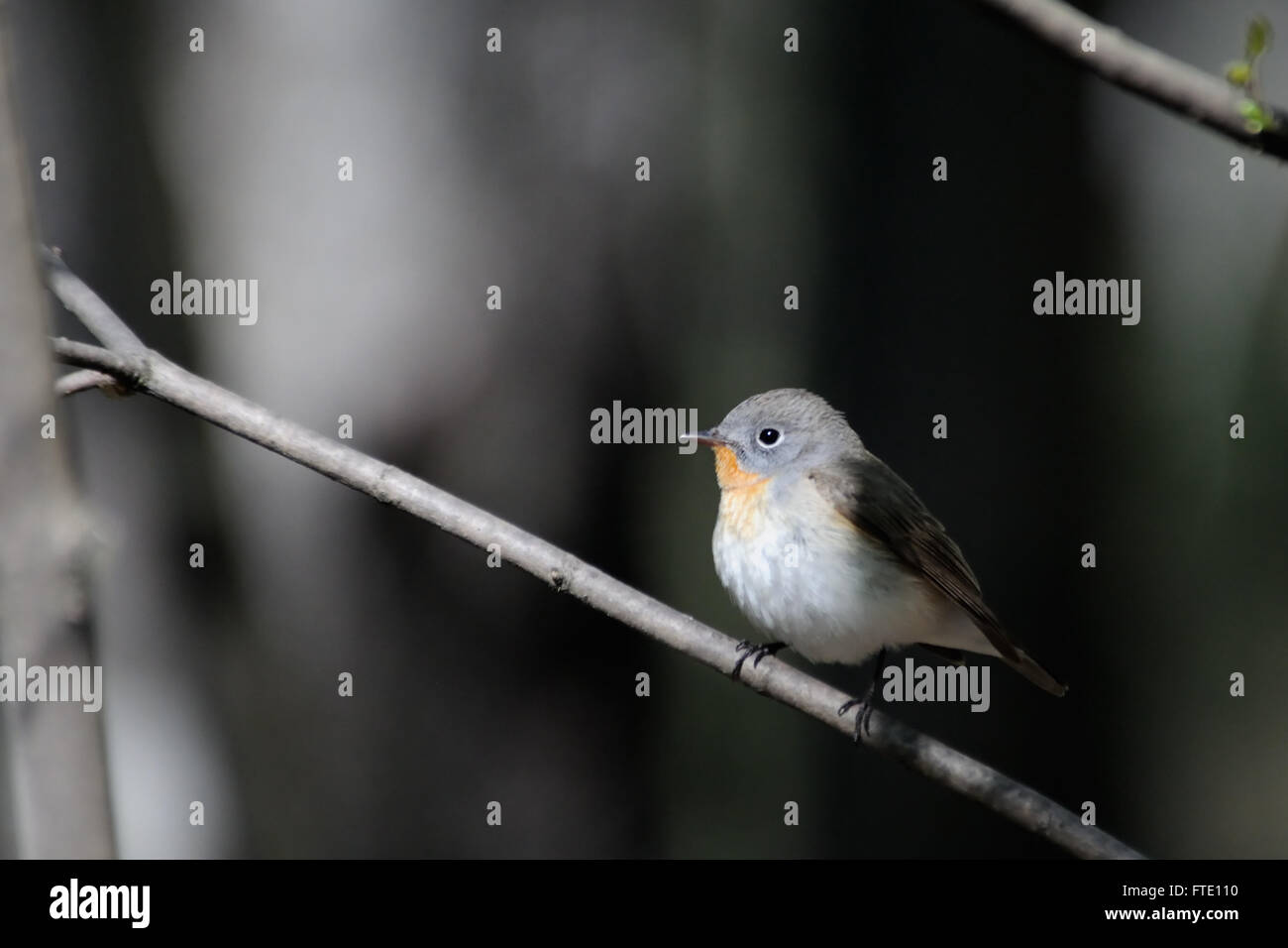 Perching male Red-breasted Flycatcher (Ficedula parva) in spring forest ...