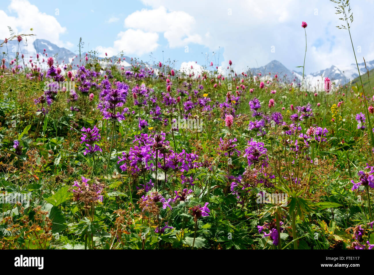 Purple colored alpine flower hi-res stock photography and images - Alamy