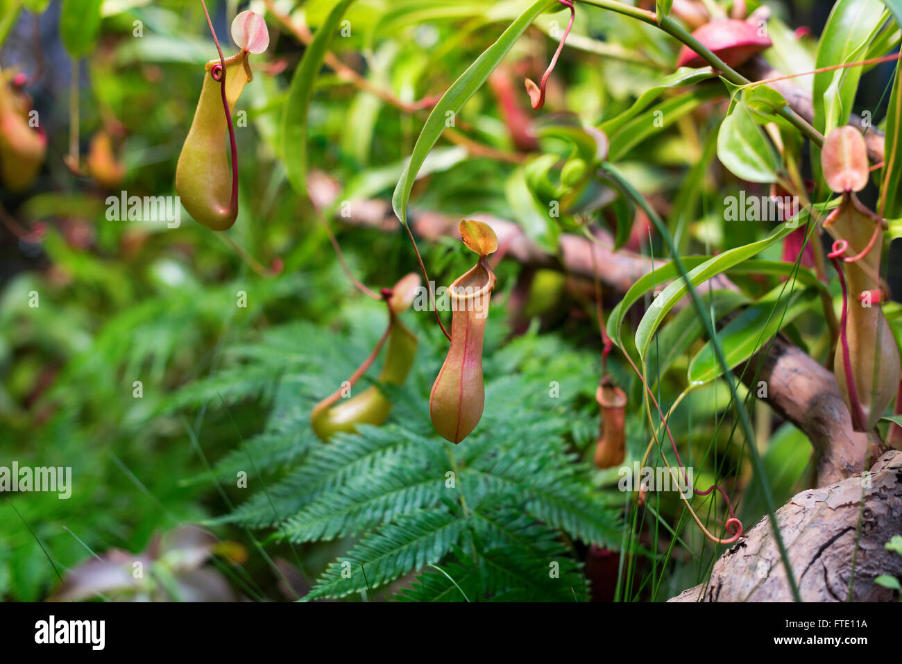 Carnivorous pitcher plant species hi-res stock photography and images ...