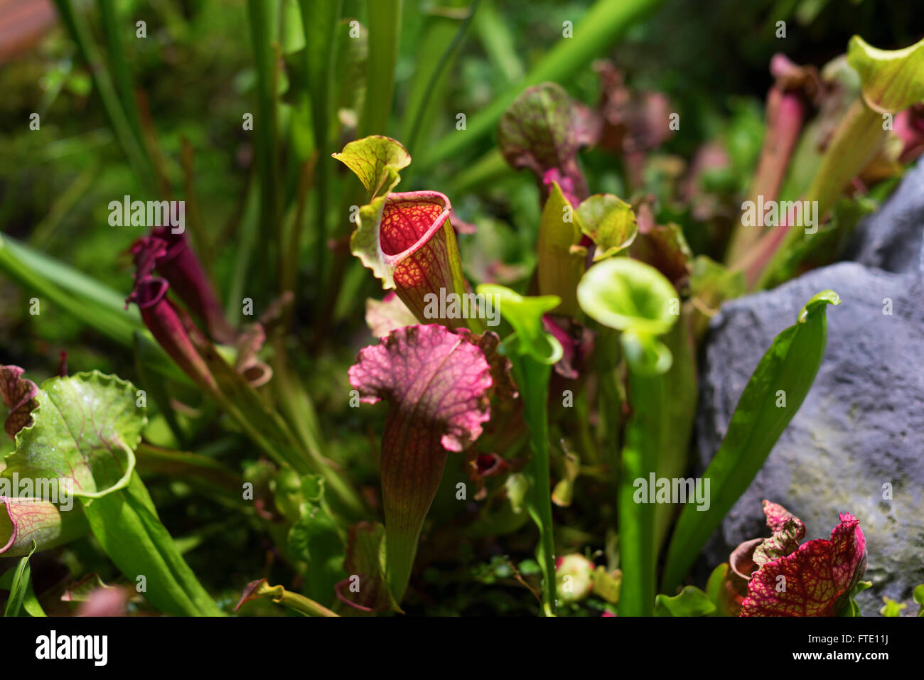Carnivorous trap hi-res stock photography and images - Alamy