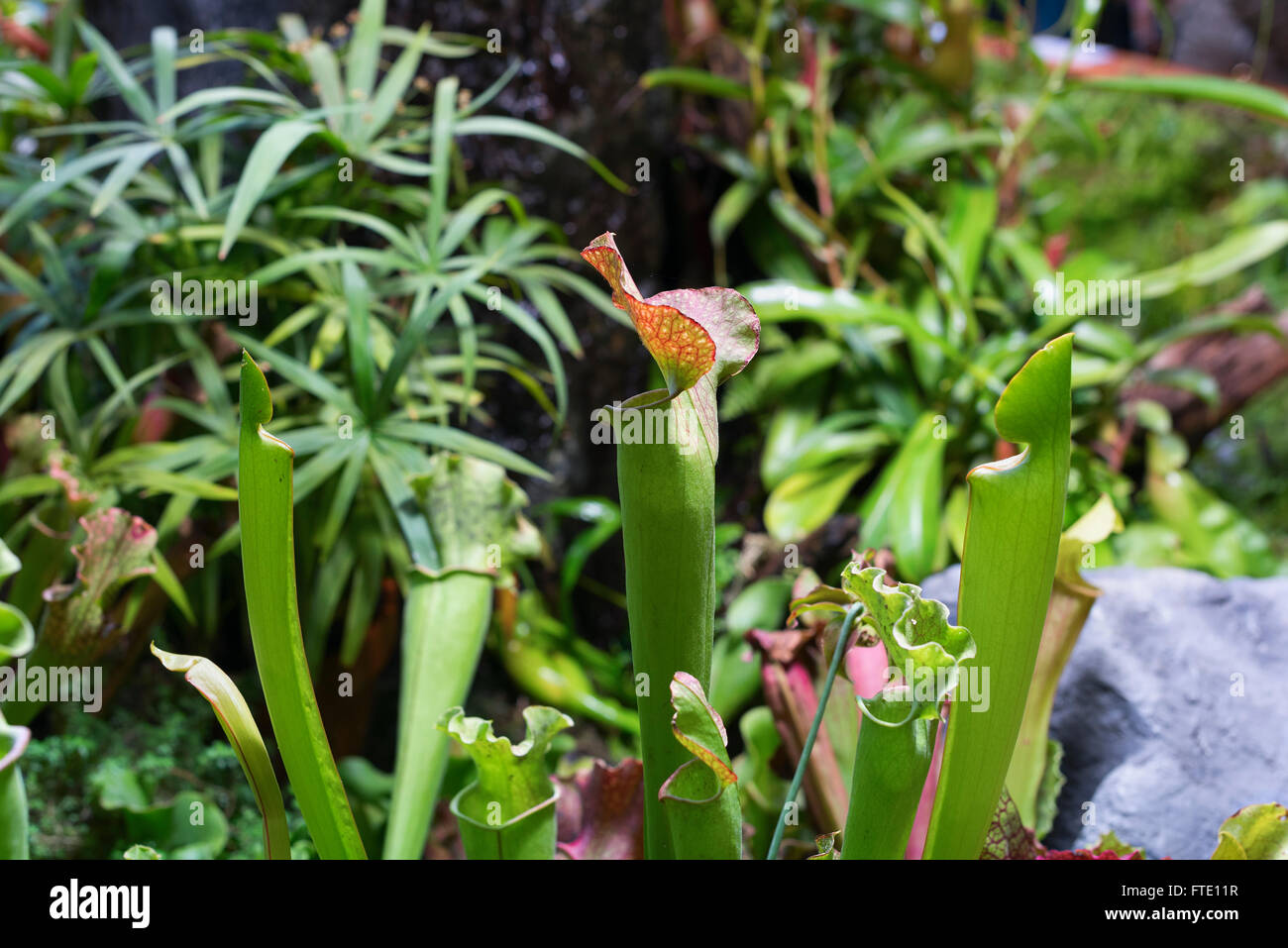 Carnivorous flower hi-res stock photography and images - Alamy