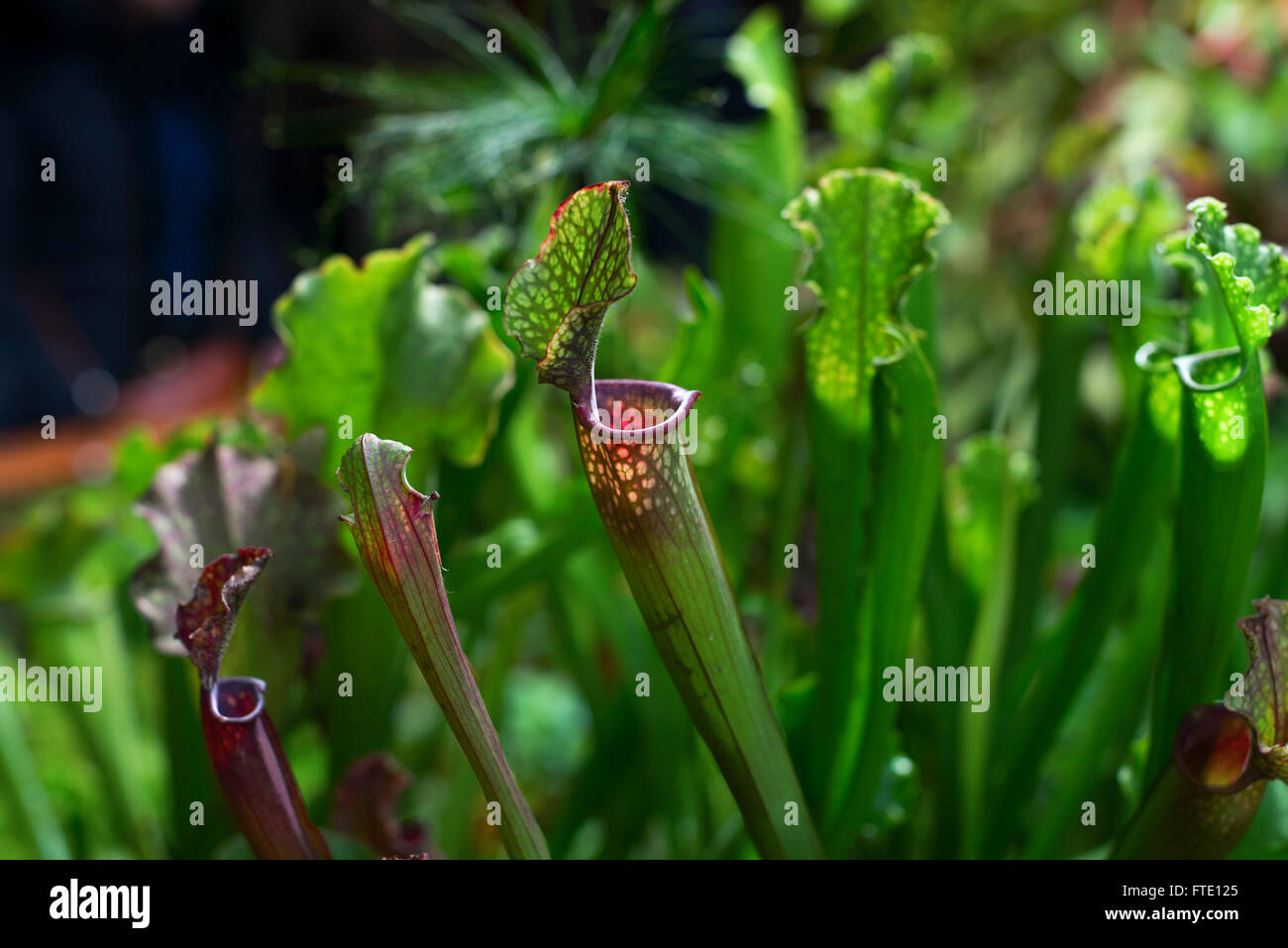 Carnivorous trap hi-res stock photography and images - Alamy