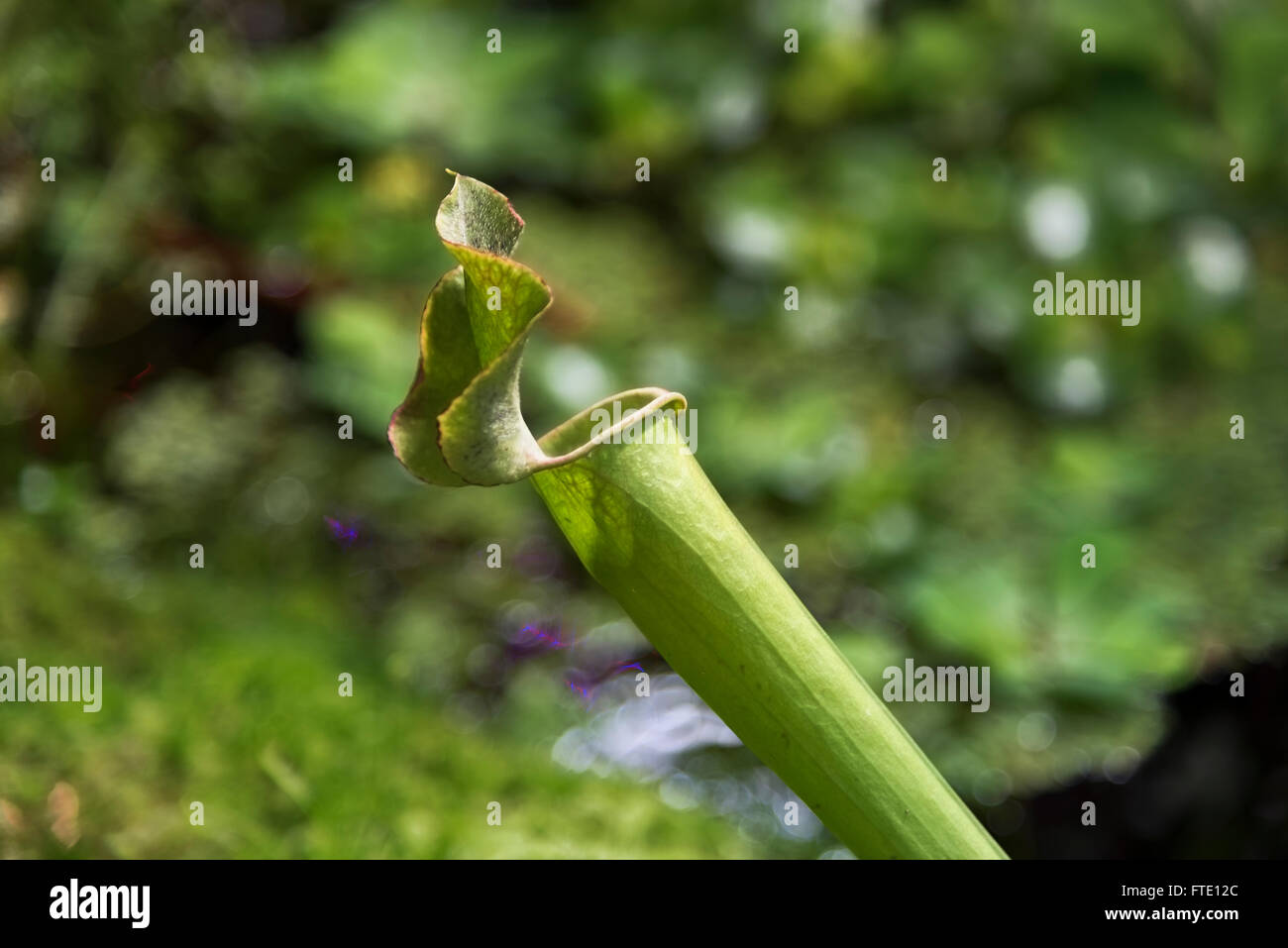 Insect catching plant hi-res stock photography and images - Alamy