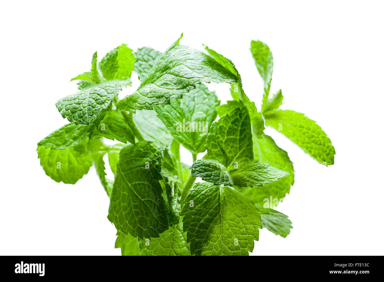 Mint leaves bunch isolated on white background Stock Photo - Alamy
