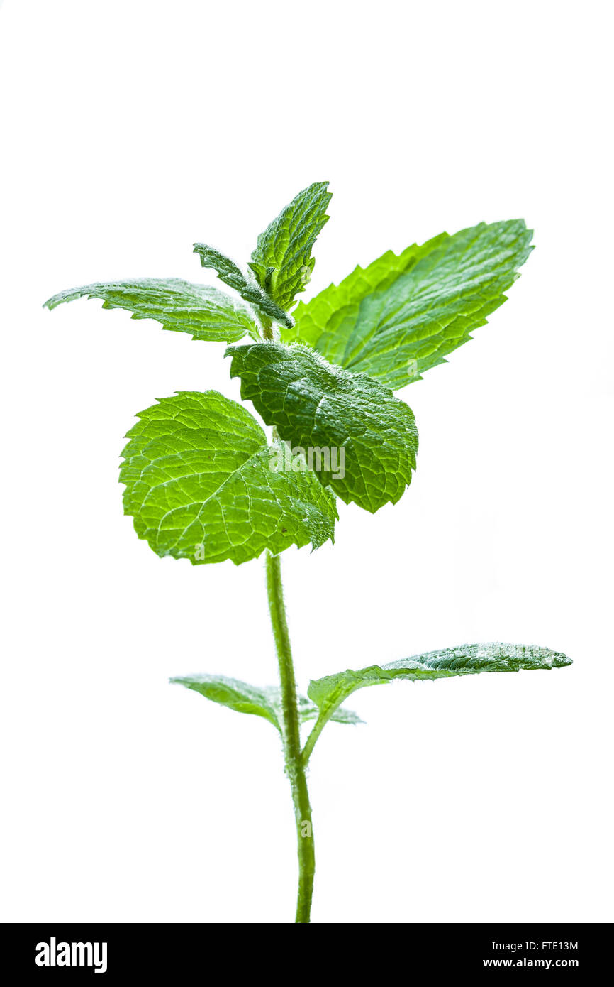 Mint leaves sprout isolated on white background Stock Photo - Alamy