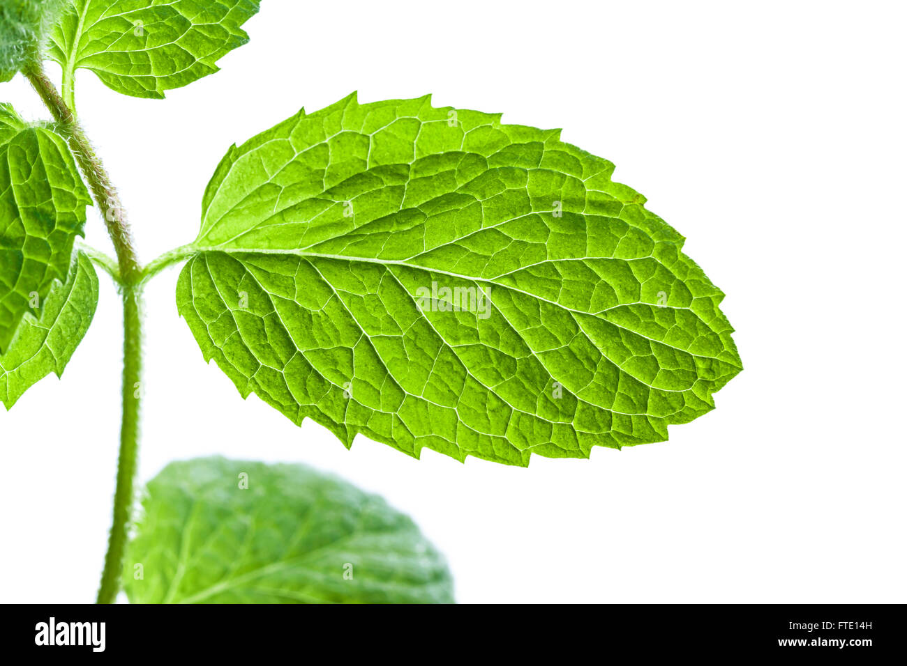 Close up of mint leaves sprout isolated on white background Stock Photo ...
