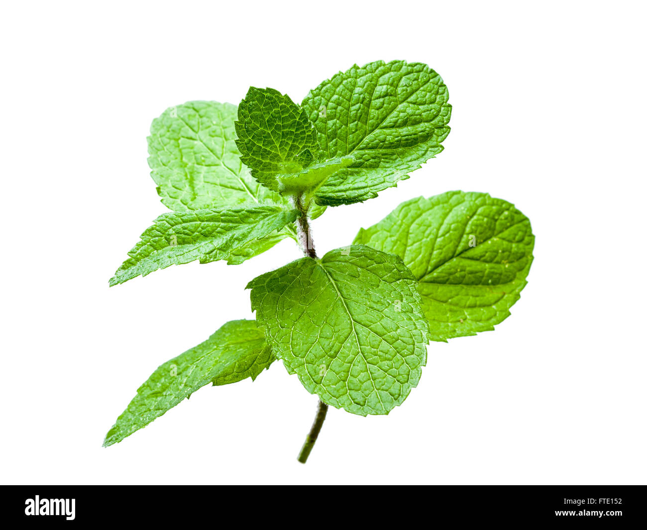 Mint leaves sprout isolated on white background Stock Photo - Alamy