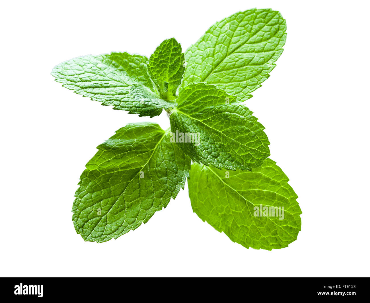 Mint leaves sprout isolated on white background Stock Photo - Alamy