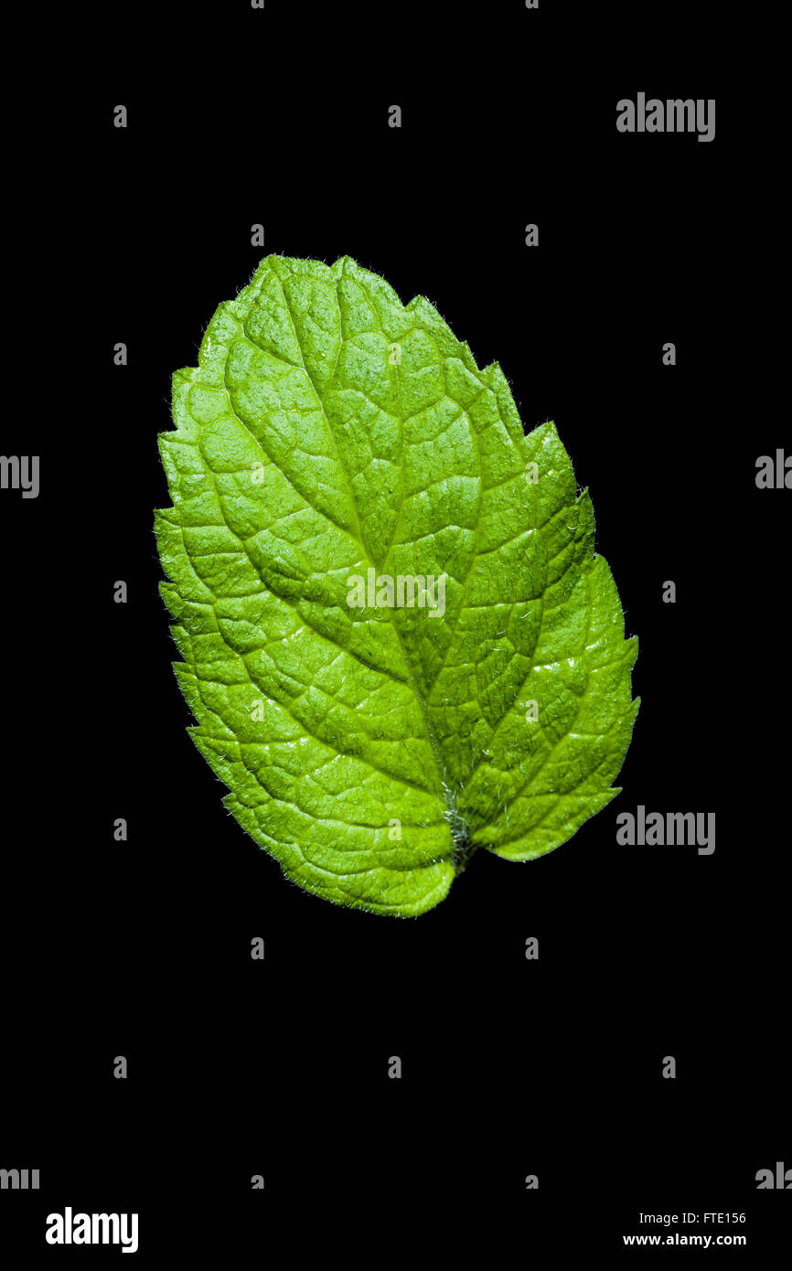 Single mint leaf isolated on black background Stock Photo - Alamy