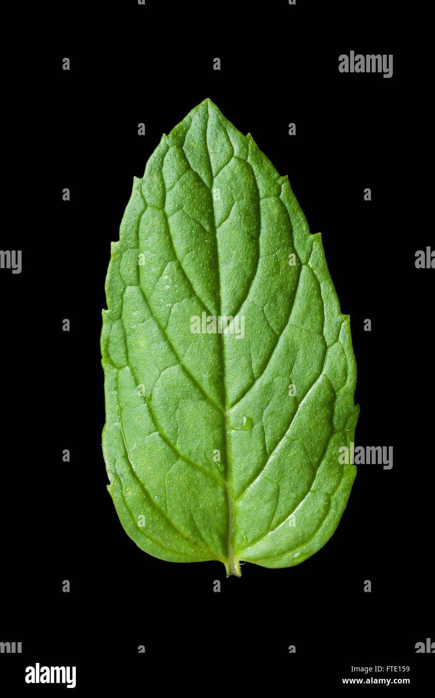 Single mint leaf isolated on black background Stock Photo - Alamy