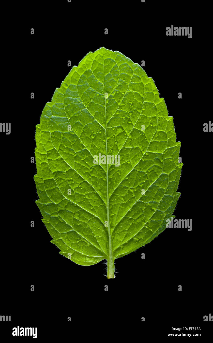 Single mint leaf isolated on black background Stock Photo - Alamy