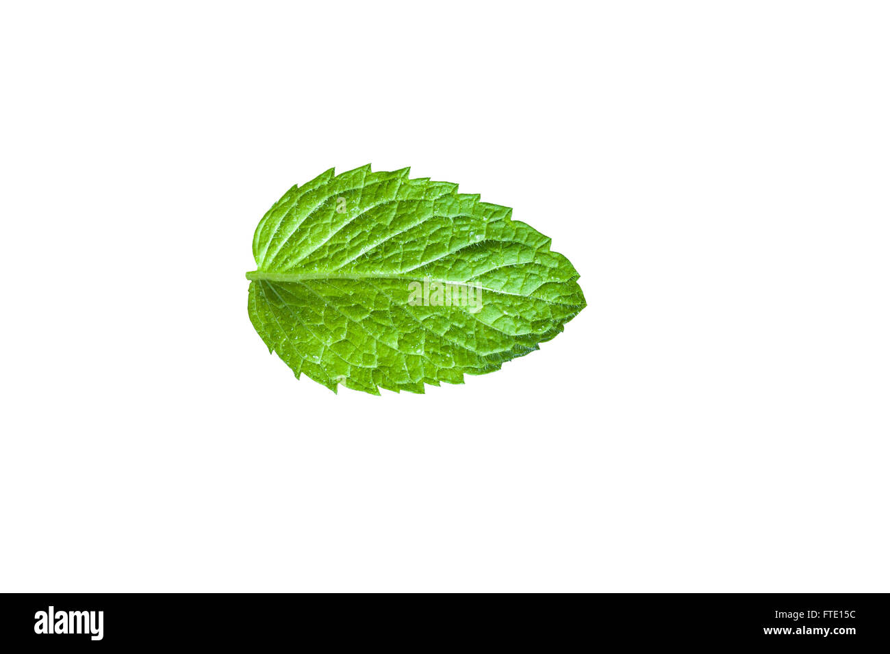 Single mint leaf isolated on white background Stock Photo - Alamy