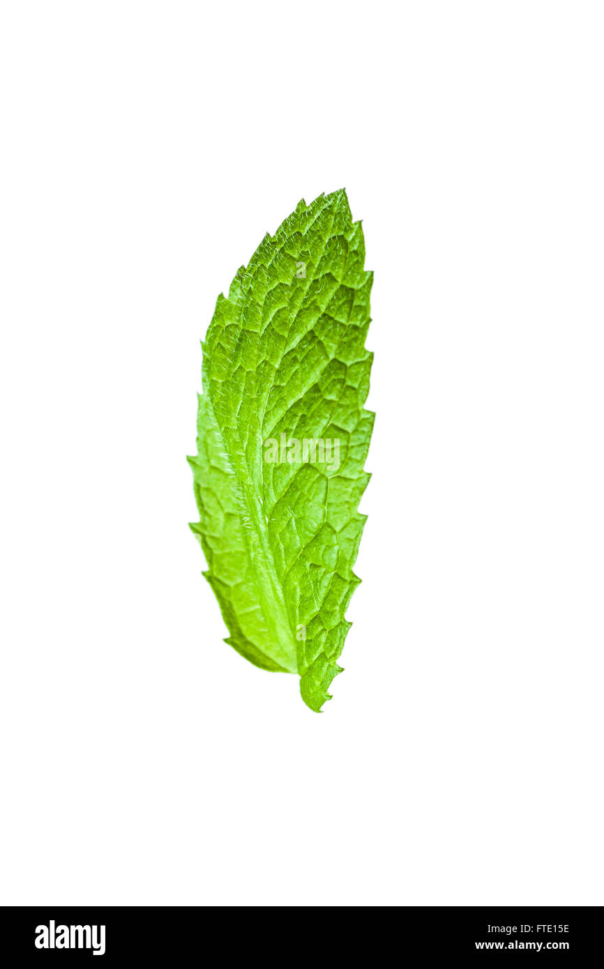Single mint leaf isolated on white background Stock Photo - Alamy