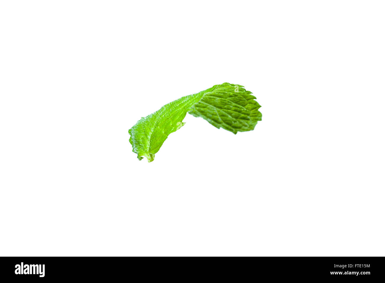 Single mint leaf isolated on white background Stock Photo - Alamy