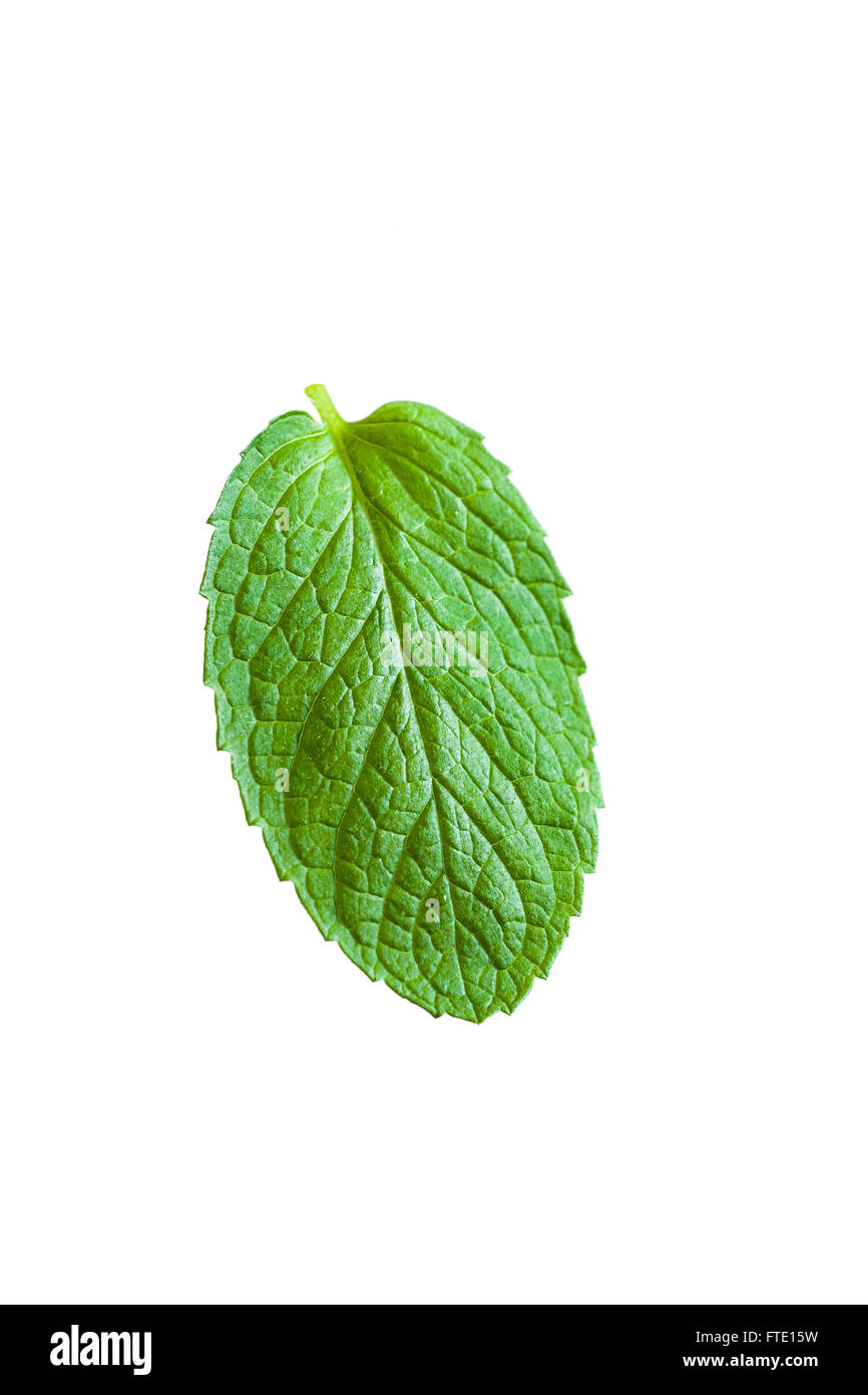 Single mint leaf isolated on white background Stock Photo - Alamy