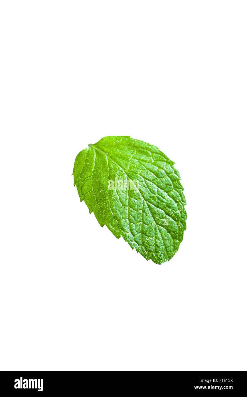 Single mint leaf isolated on white background Stock Photo - Alamy