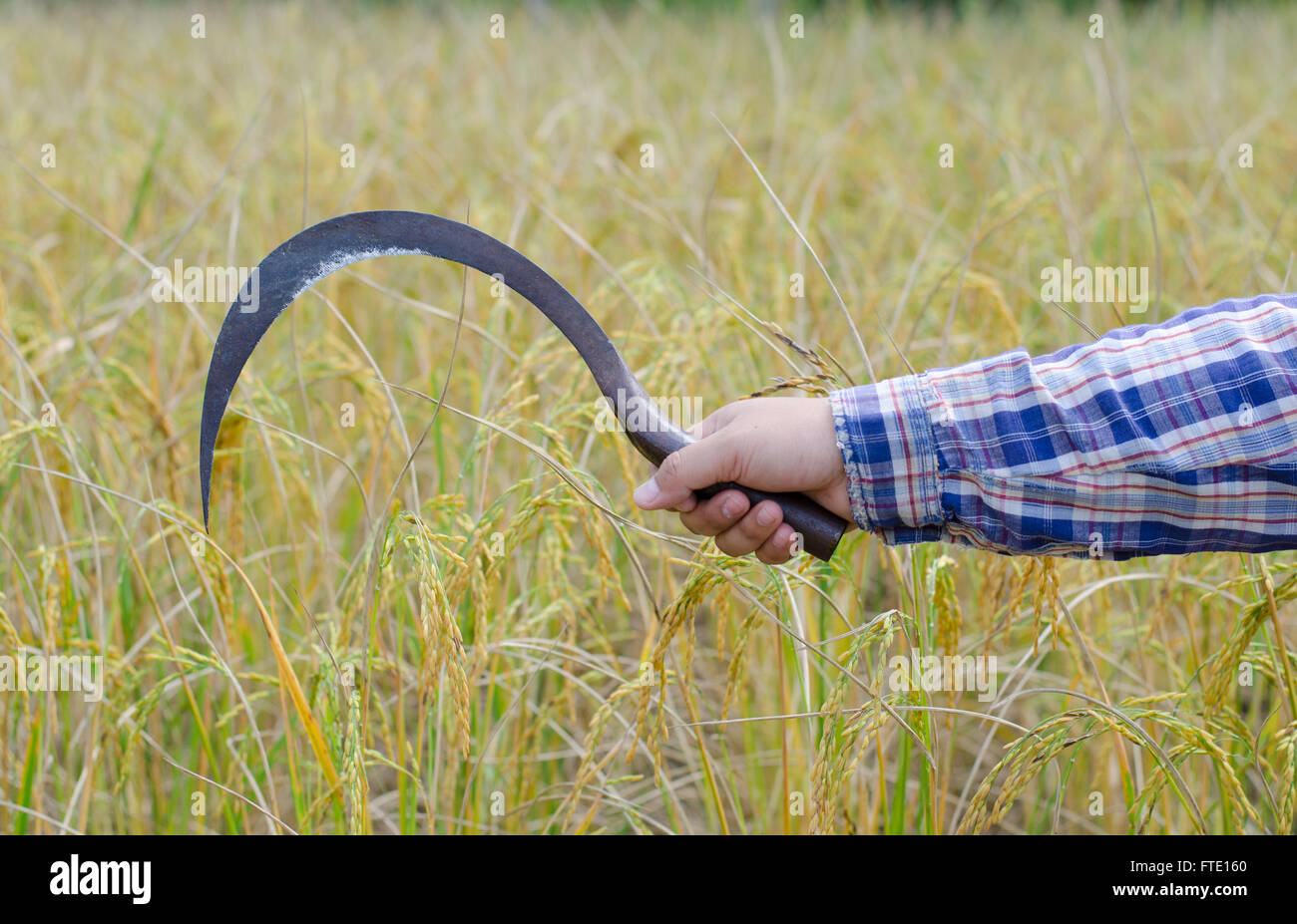 Ear rice sickle hi-res stock photography and images - Alamy