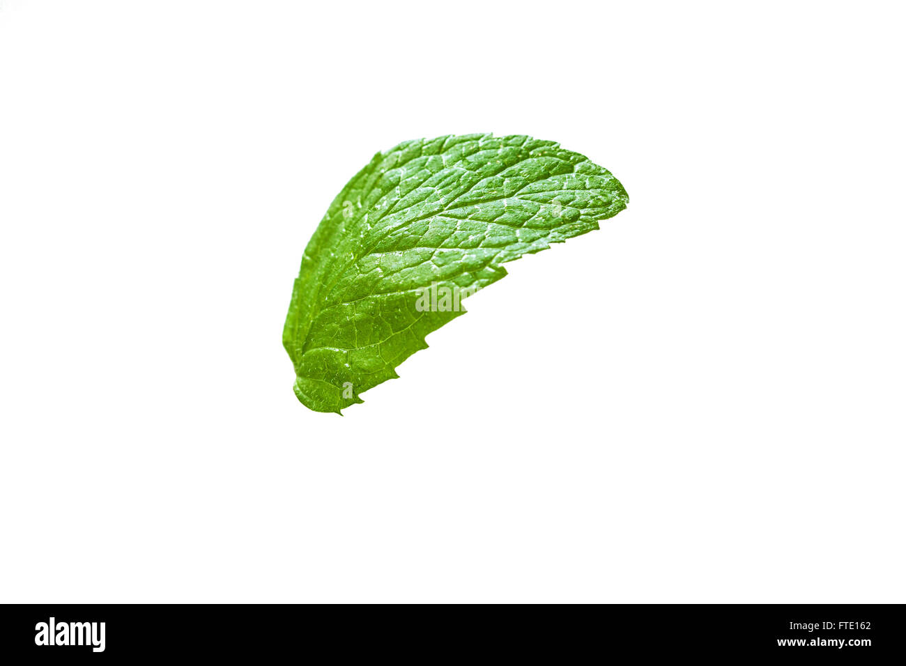 Single mint leaf isolated on white background Stock Photo - Alamy