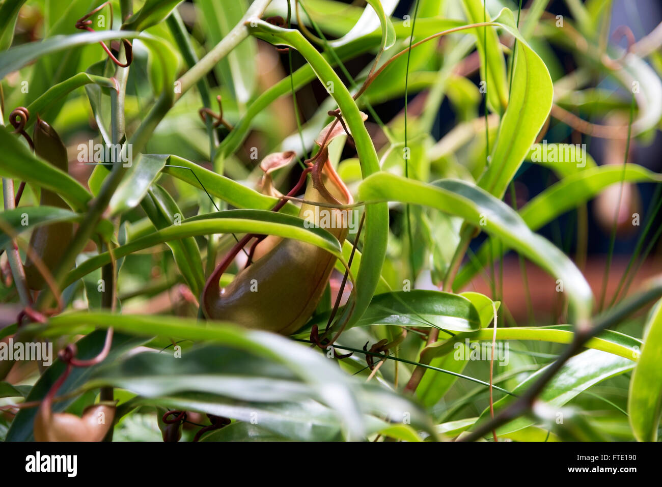 Insect catching plant hi-res stock photography and images - Alamy