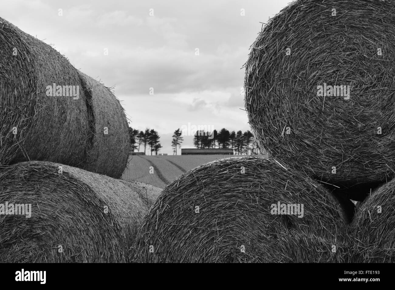 Hay bails with farm and trees in the back ground Stock Photo - Alamy