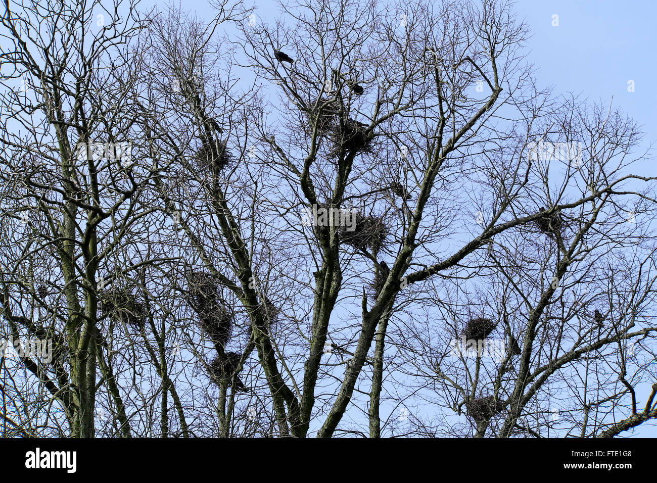 rooks´ nests, castle gardens, Husum, Schleswig-Holstein, Germany Stock ...