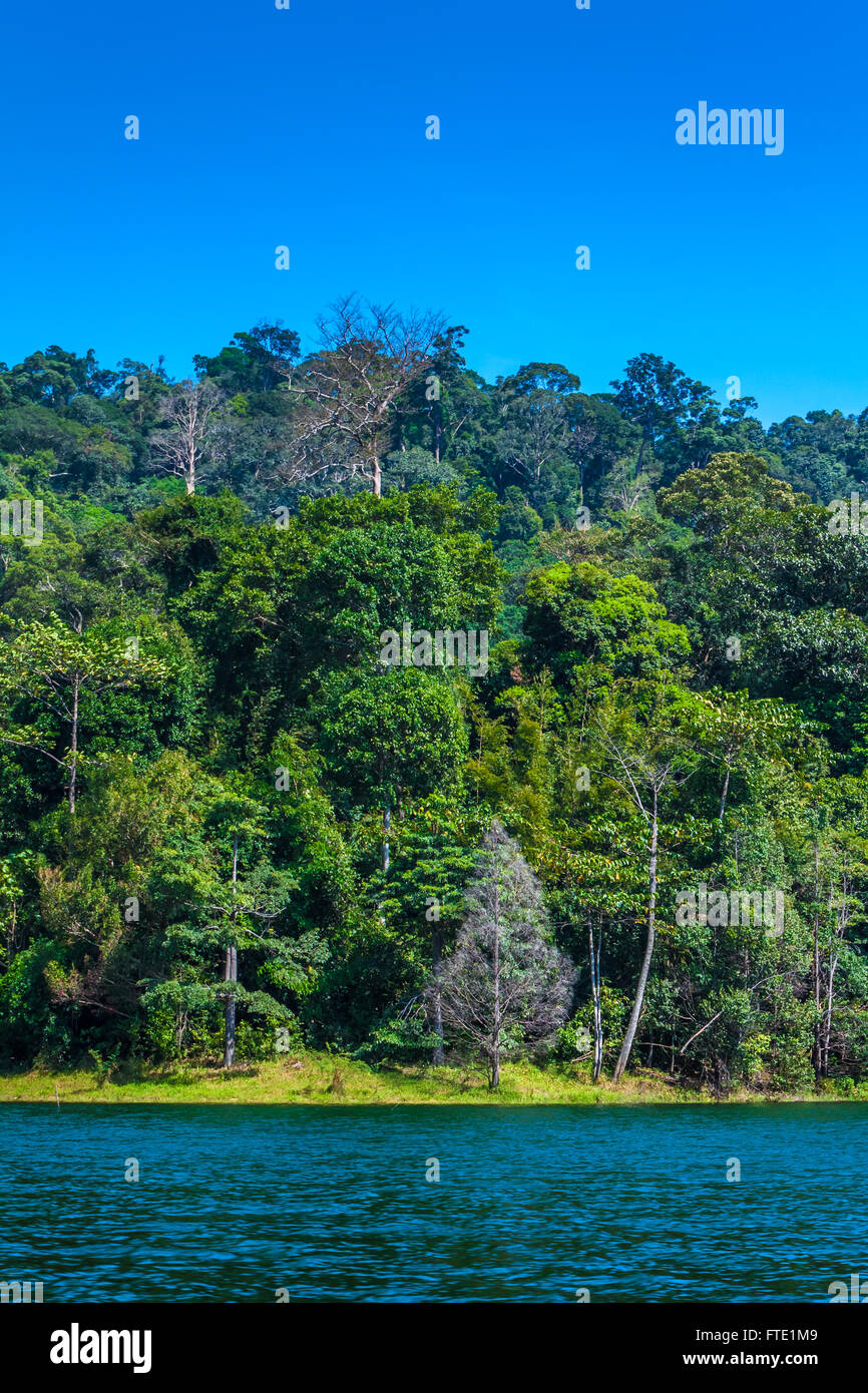 Tropical jungle tree line island in clear blue sky. Banding, Temenggor ...