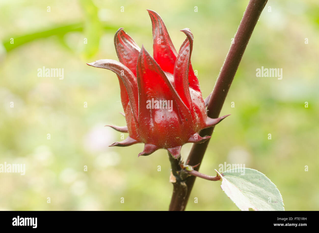 Roselle leaf hi-res stock photography and images - Alamy