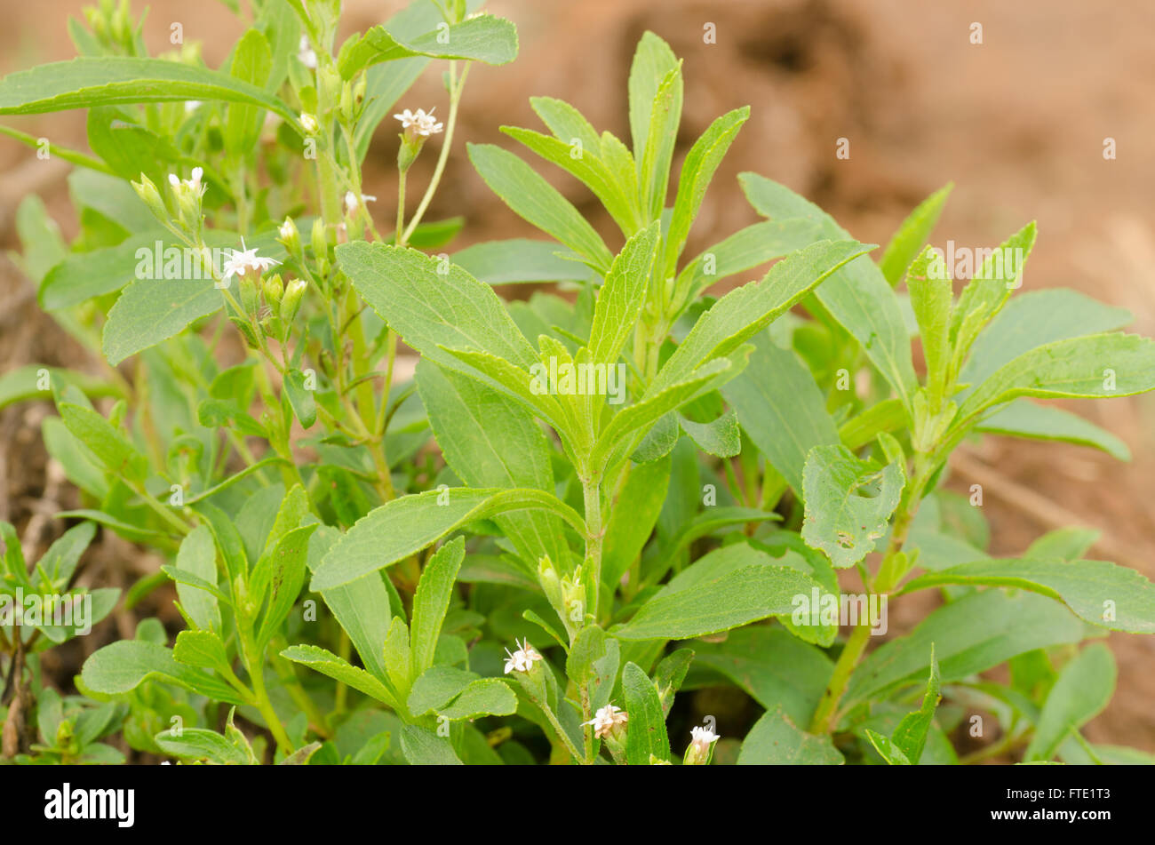 Stevia herb hi-res stock photography and images - Alamy