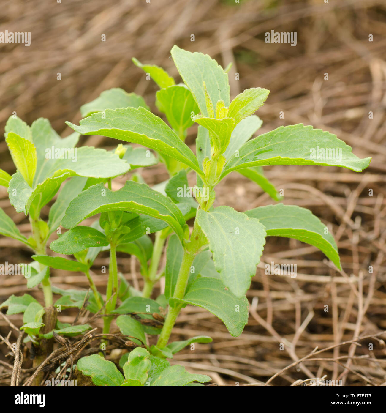 Stevia hi-res stock photography and images - Alamy