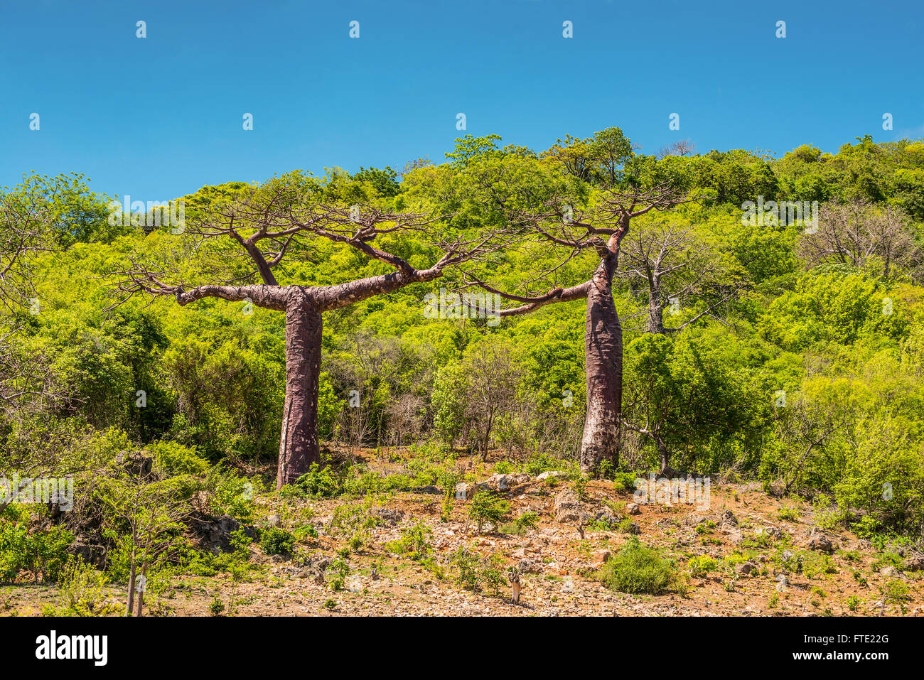 Baobab trees in Madagascar Stock Photo - Alamy