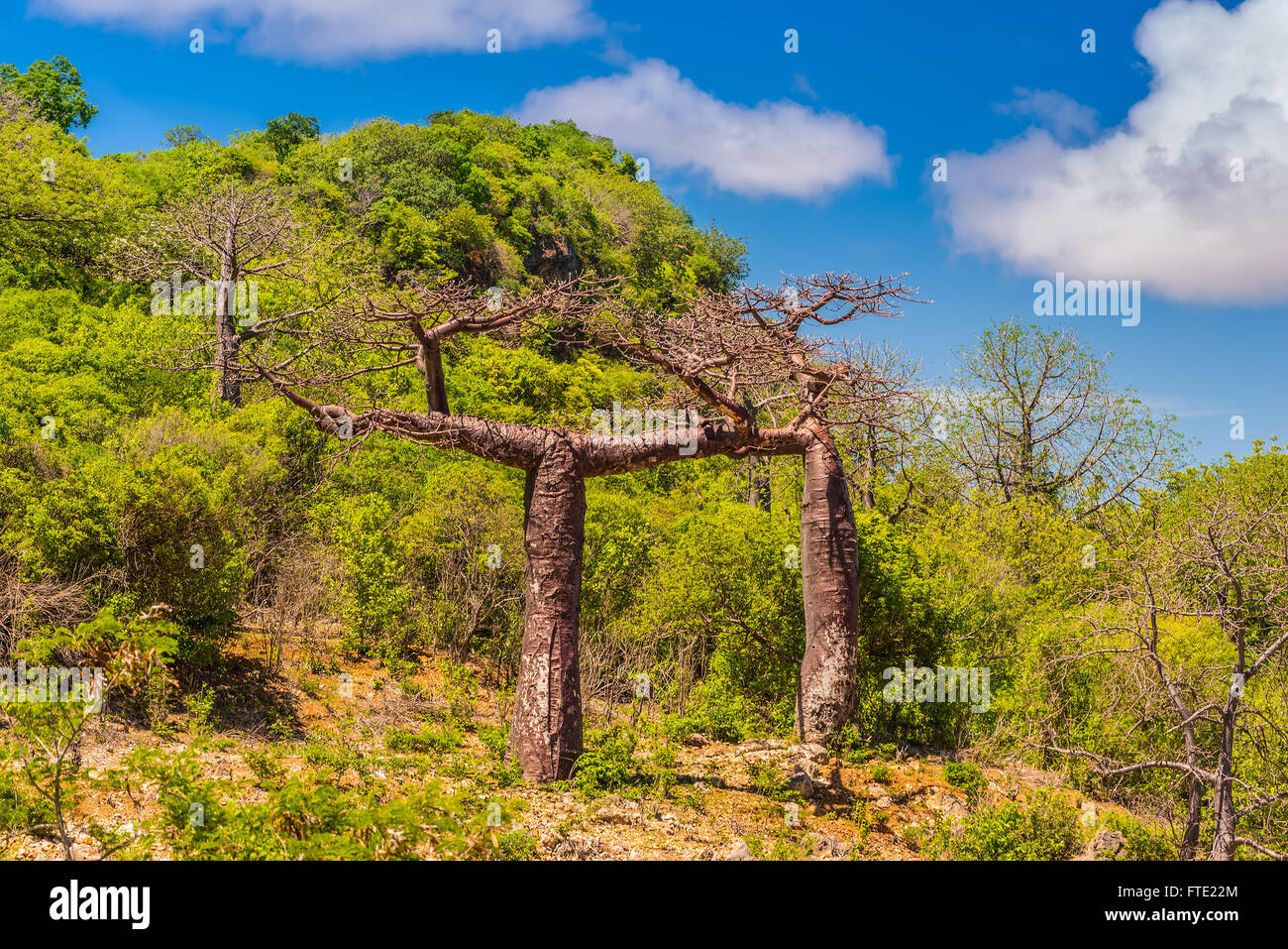 Baobab trees in Madagascar Stock Photo - Alamy